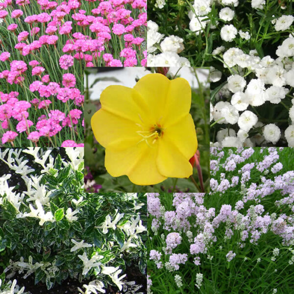 Wholesale Plug Plant Nursery - Barretts Bridge Nurseries
