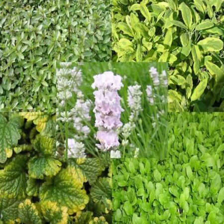 Wholesale Plug Plant Nursery - Barretts Bridge Nurseries