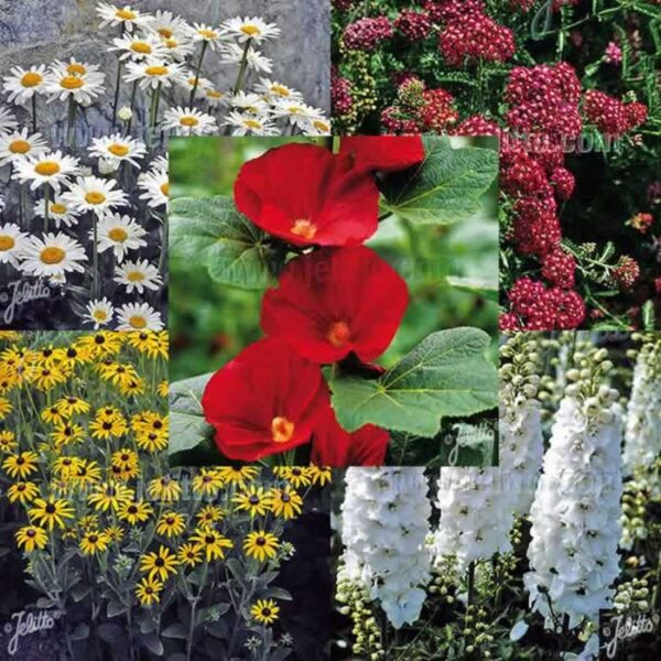 Wholesale Plug Plant Nursery - Barretts Bridge Nurseries