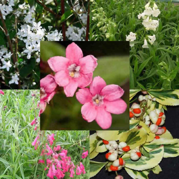 Wholesale Plug Plant Nursery - Barretts Bridge Nurseries
