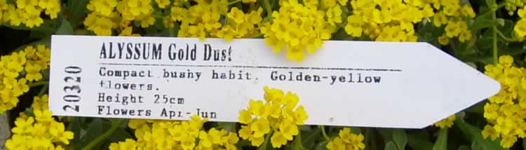 Labels For Plug Plants - Barretts Bridge Nurseries