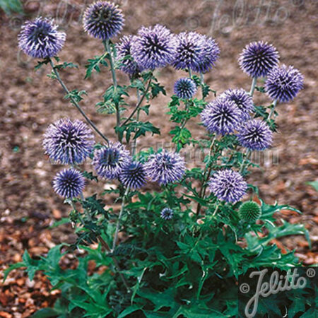 Perennials Archives - Page 7 of 24 - Barretts Bridge Nurseries