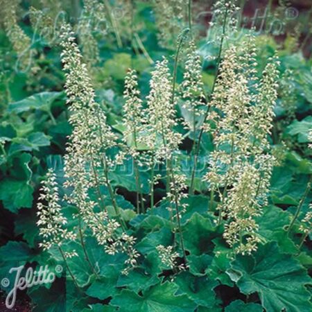 Perennials Archives - Page 11 of 24 - Barretts Bridge Nurseries