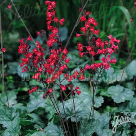 Perennials Archives - Page 10 of 24 - Barretts Bridge Nurseries