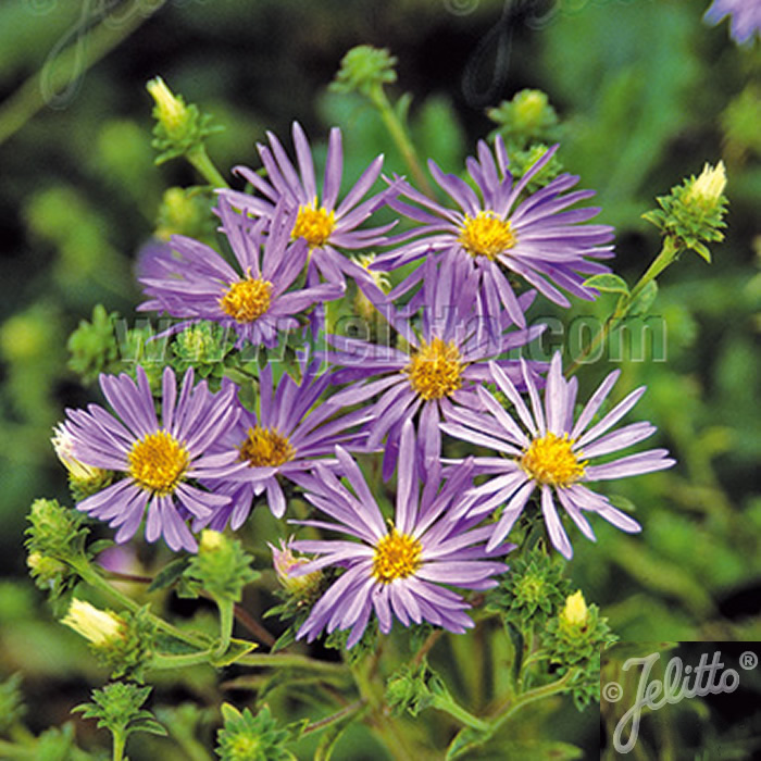 ASTER spectabilis Plug Plants (Peat Free)