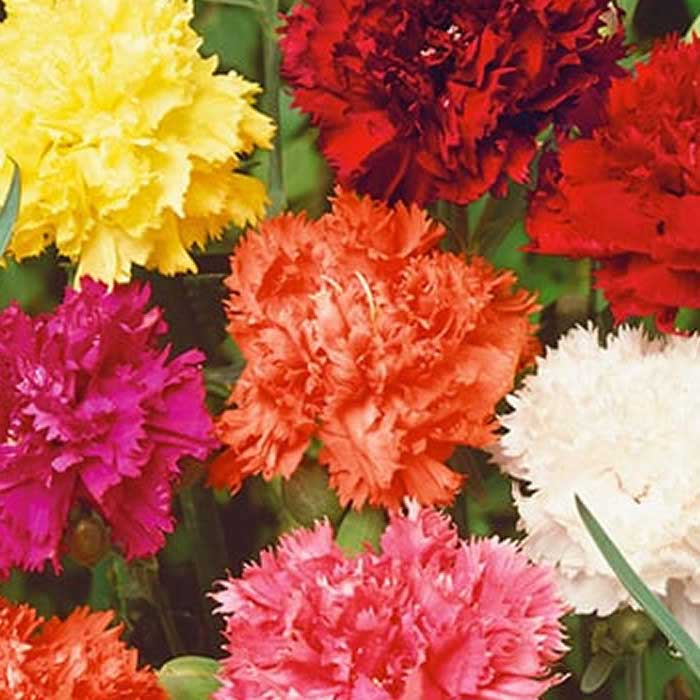 CARNATION Dwarf Fragrance Mix Peat-Free Plug Plants