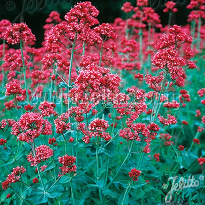 CENTRANTHUS coccineus Plug Plants (Peat Free)