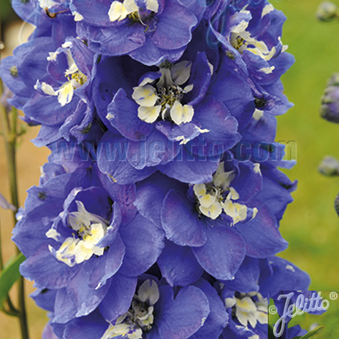 DELPHINIUM Blue Bird Plug Plants (Peat Free)