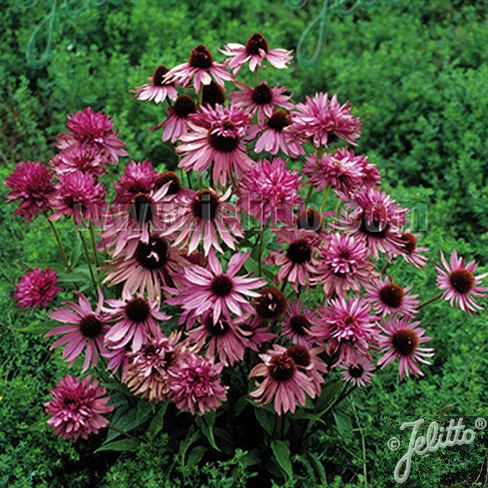 ECHINACEA Doubledecker Plug Plants (Peat Free)