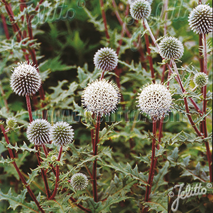 ECHINOPS Arctic Glow Plug Plants (Peat Free)