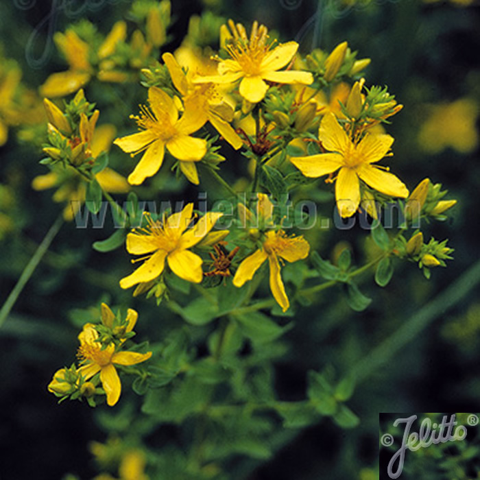 HYPERICUM perforatum Plug Plants (Peat Free)