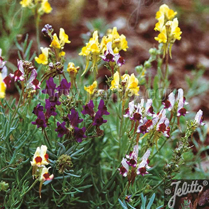 LINARIA aeruginea Neon Lights Peat-Free Plug Plants