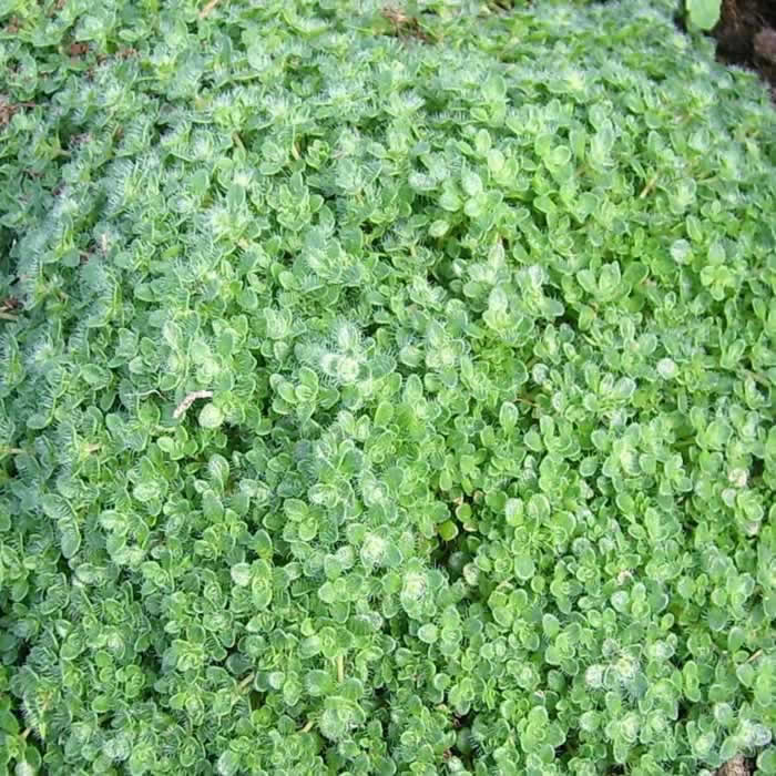 THYMUS Magic Carpet Plug Plants (Peat Free)