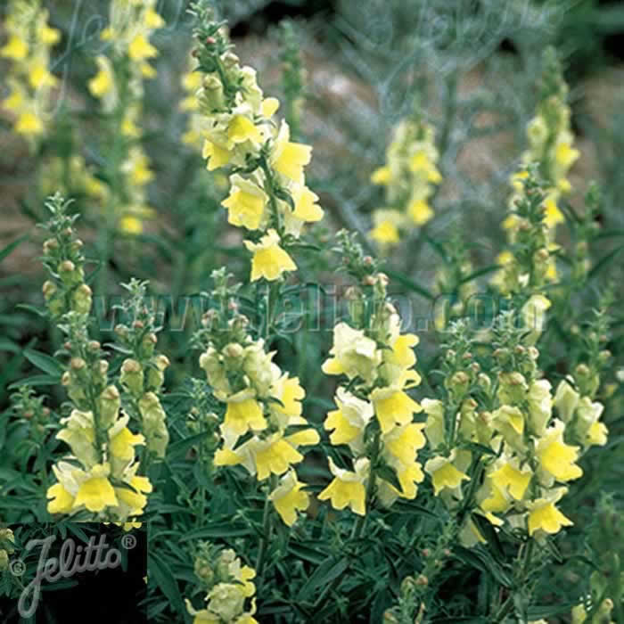 ANTIRRHINUM Lemon Sherbert Peat-Free Plug Plants