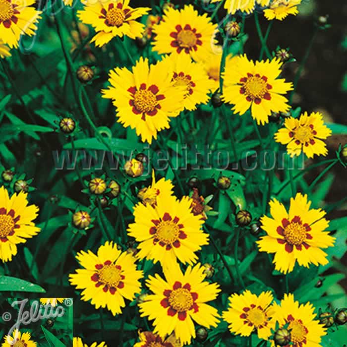 COREOPSIS Sterntaler Plug Plants (Peat Free)