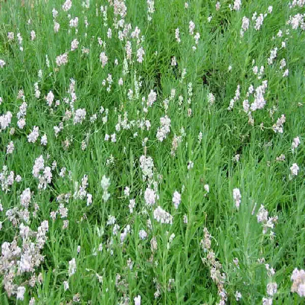 LAVANDULA Jean Davis in 9cm Peat-Free Pots