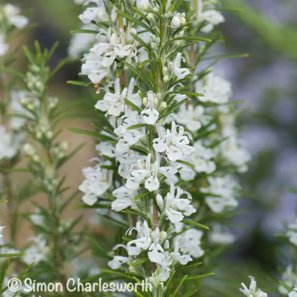 ROSEMARY Albiflorus Peat-Free Plug Plants