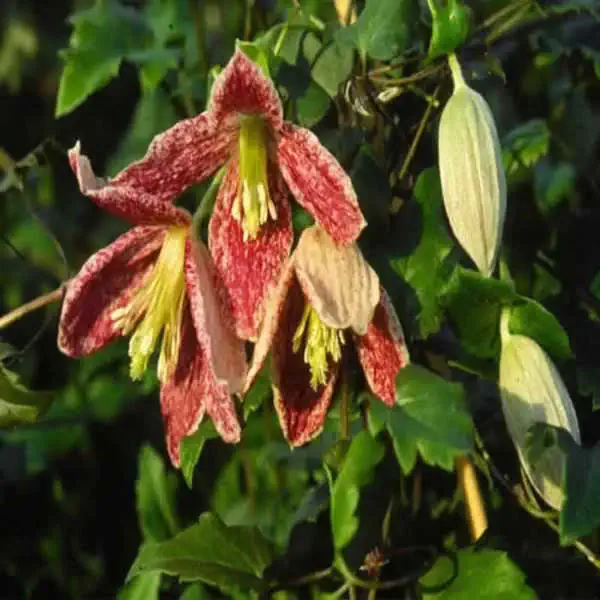 CLEMATIS Freckles Peat-Free Plug Plants