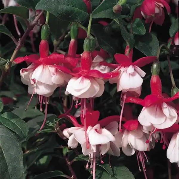 FUCHSIA Snowcap Peat-Free Plug Plants