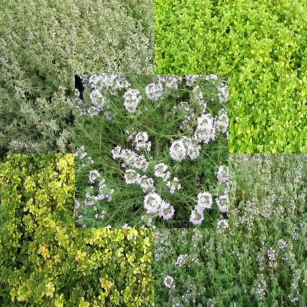 Thymus Plug Plant Collection