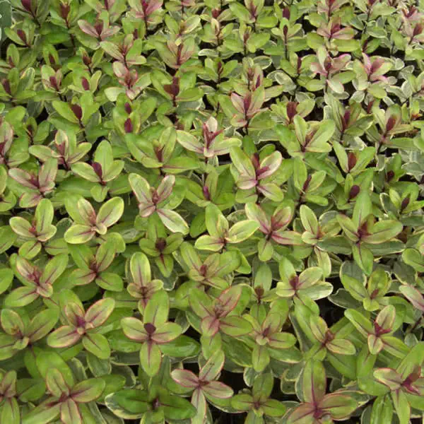 HEBE Baby Boo Peat-Free Plug Plants